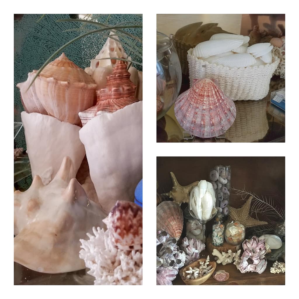 how to display conch shells