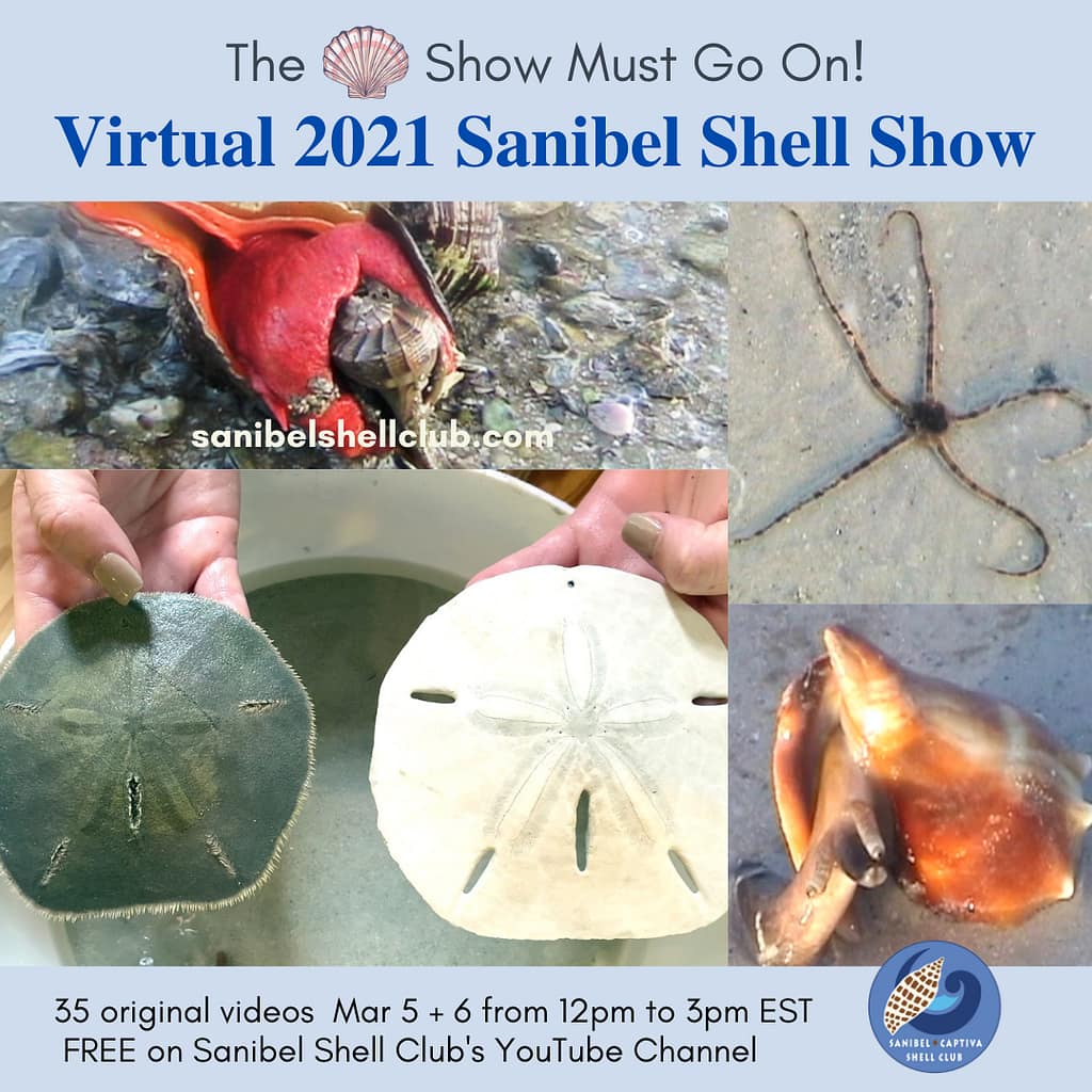 Virtual Shell Show Videos on Live Mollusks and Other Sea Creatures ...