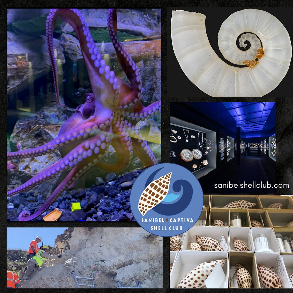 Countdown to the Virtual Shell Show - Sanibel-Captiva Shell Club