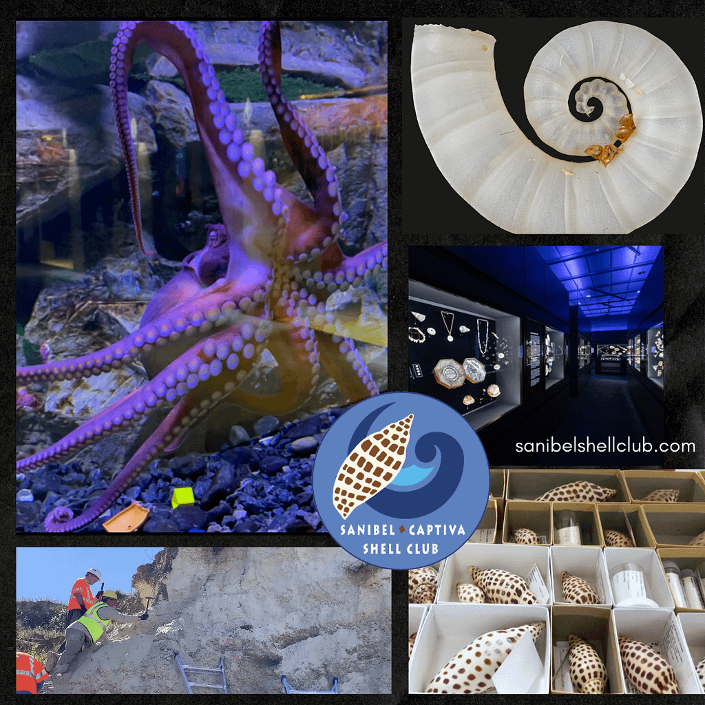 Countdown to the Virtual Shell Show - Sanibel-Captiva Shell Club