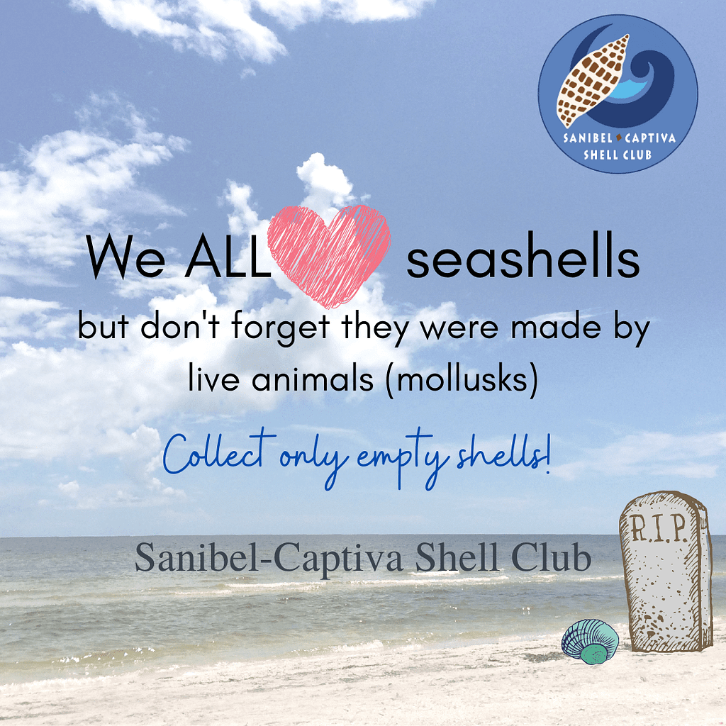 Shell Club's Pinterest Page - Sanibel-Captiva Shell Club
