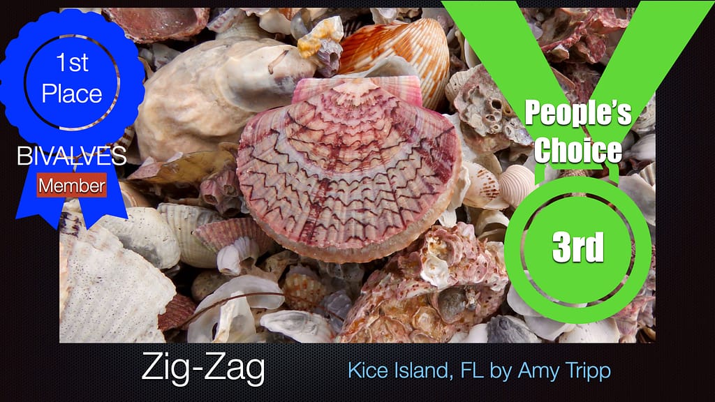SHELL PHOTO CONTEST - Sanibel-Captiva Shell Club