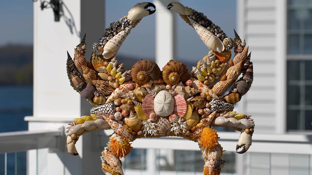 Artistic Video Content in the Virtual 2021 Shell Show - Sanibel-Captiva ...