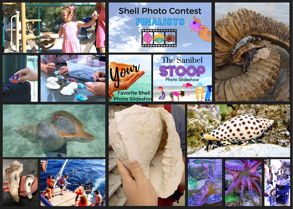 Virtual Sanibel Shell Show-What You Need to Know - Sanibel-Captiva ...