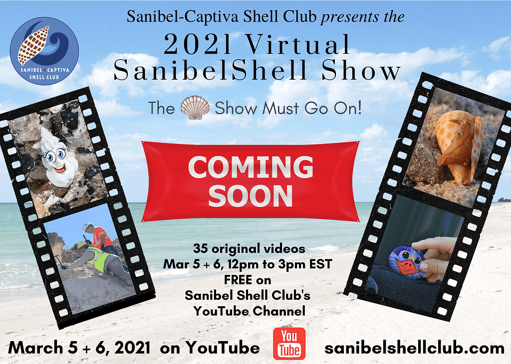 Virtual Sanibel Shell Show-What You Need to Know - Sanibel-Captiva ...
