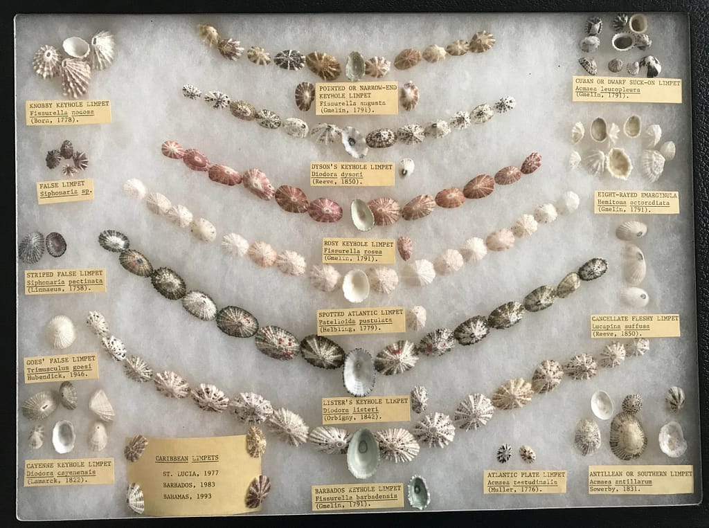Shells Donated by Clewiston Museum - Sanibel-Captiva Shell Club