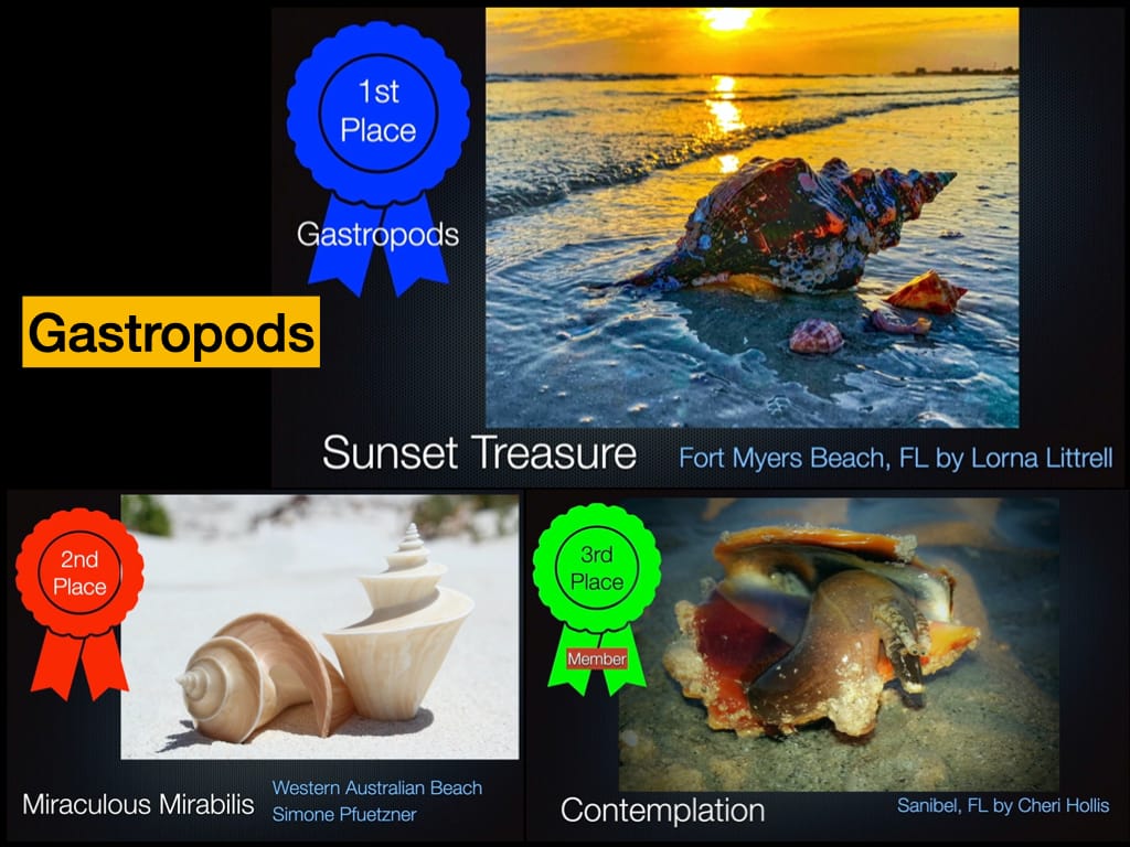 People's Choice for BEST PHOTOS - Sanibel-Captiva Shell Club