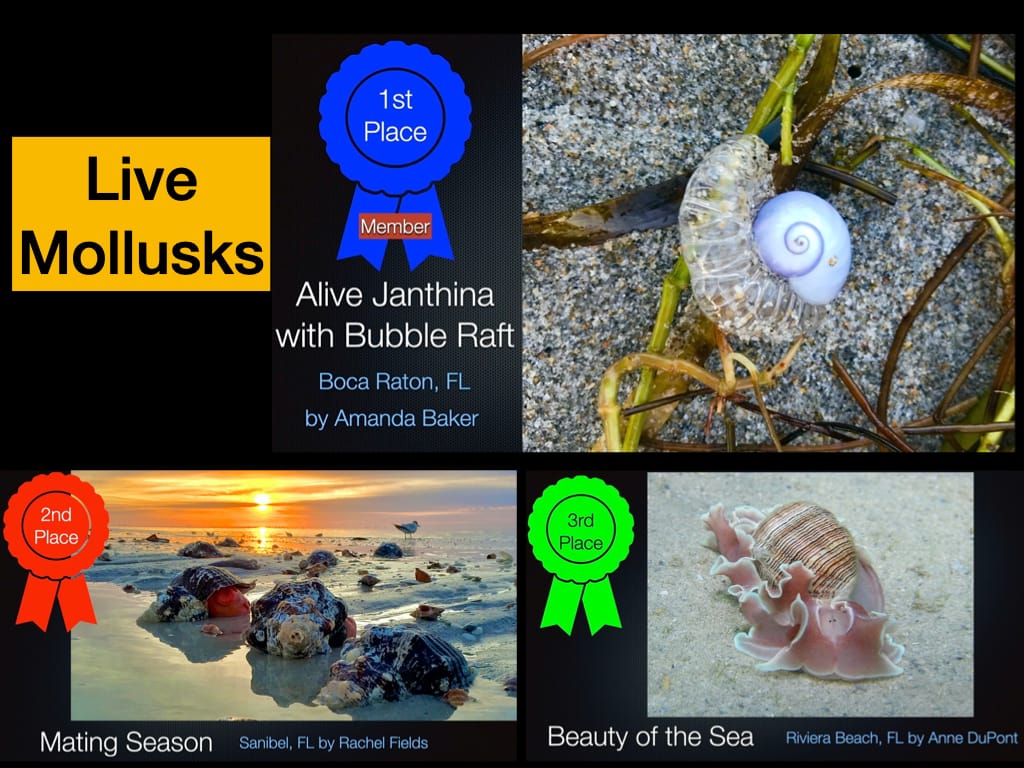 People's Choice for BEST PHOTOS - Sanibel-Captiva Shell Club
