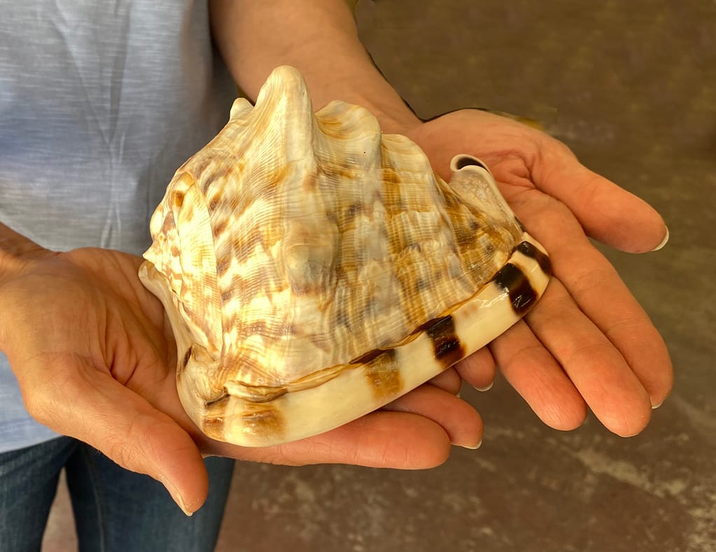 Shells Donated by Clewiston Museum - Sanibel-Captiva Shell Club