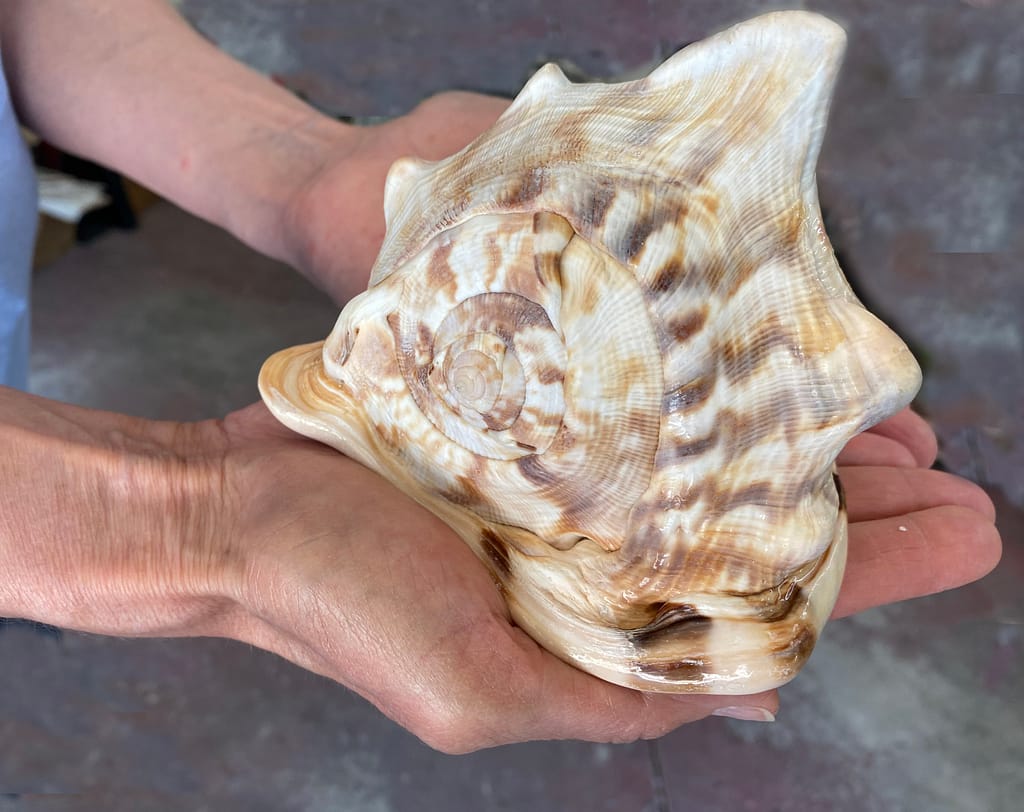 Shells Donated by Clewiston Museum - Sanibel-Captiva Shell Club