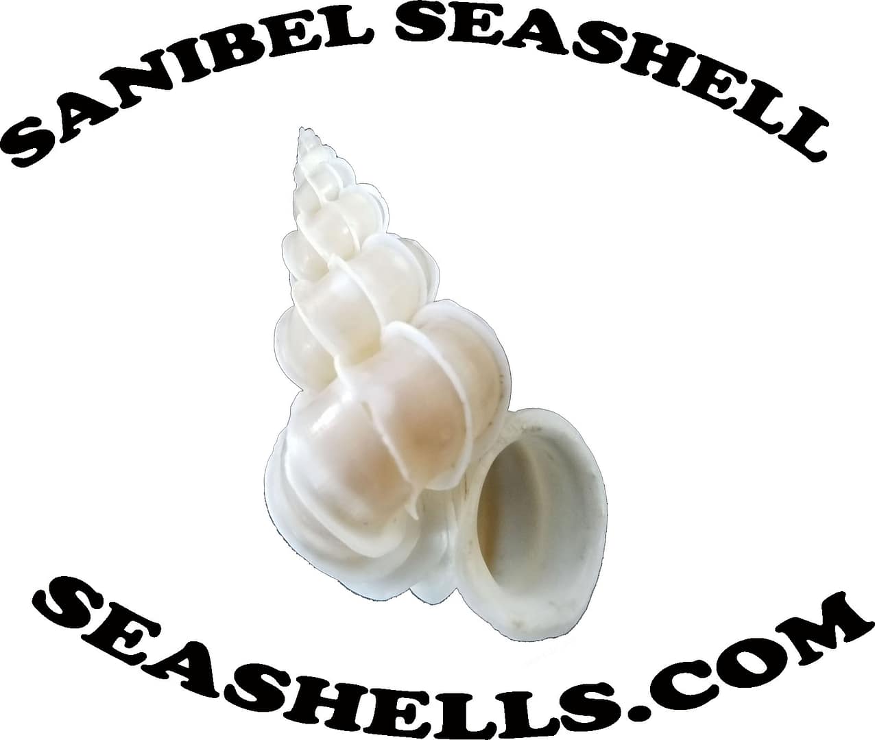 SHELL PHOTO CONTEST – Sanibel-Captiva Shell Club
