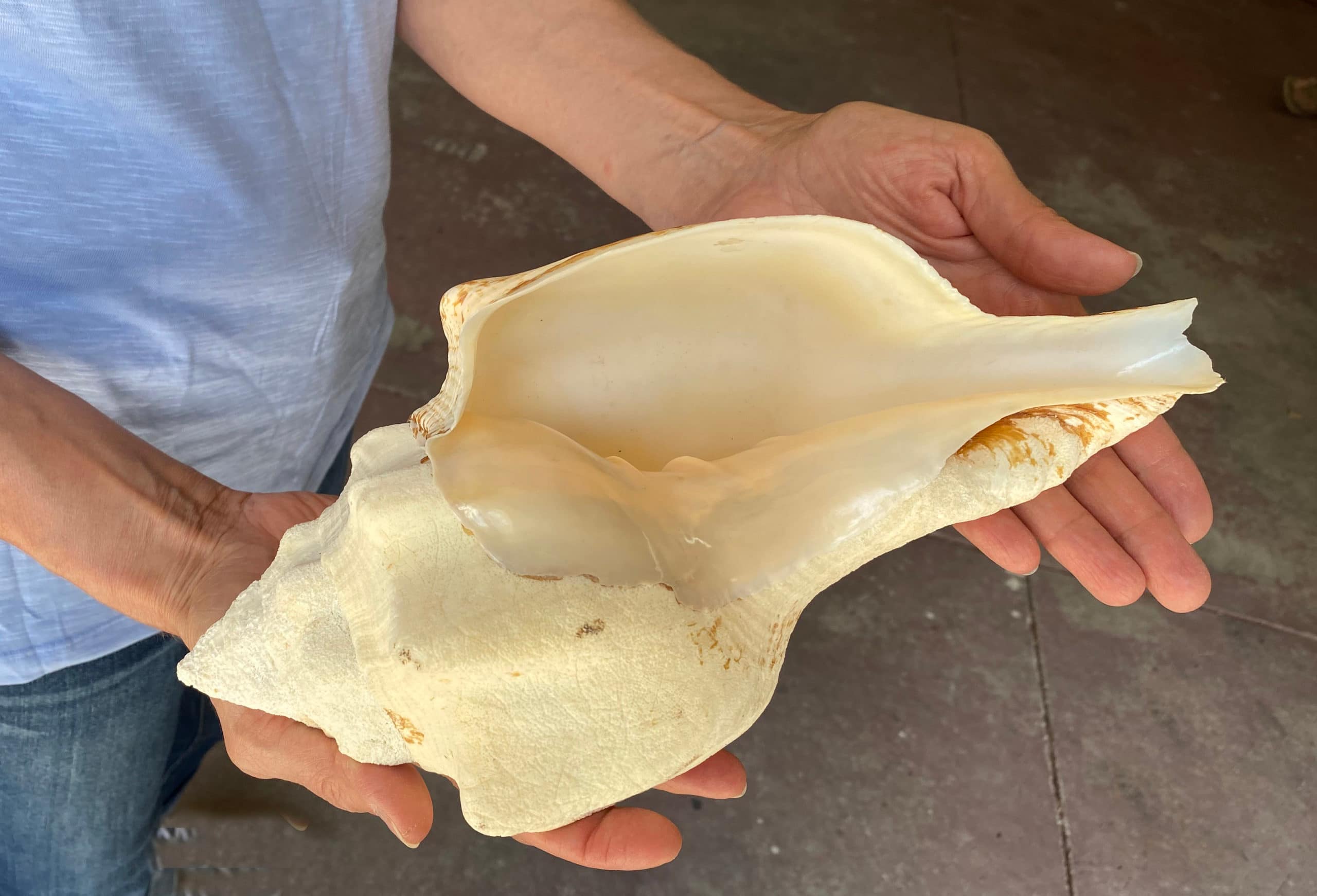 Shells Donated by Clewiston Museum – Sanibel-Captiva Shell Club