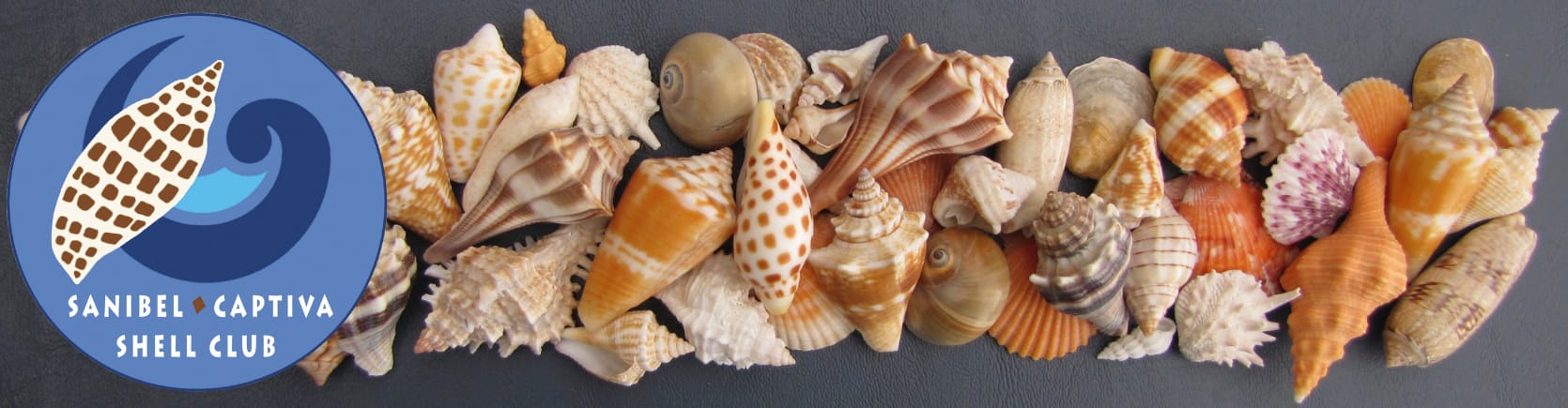 how to dye seashells with food coloring