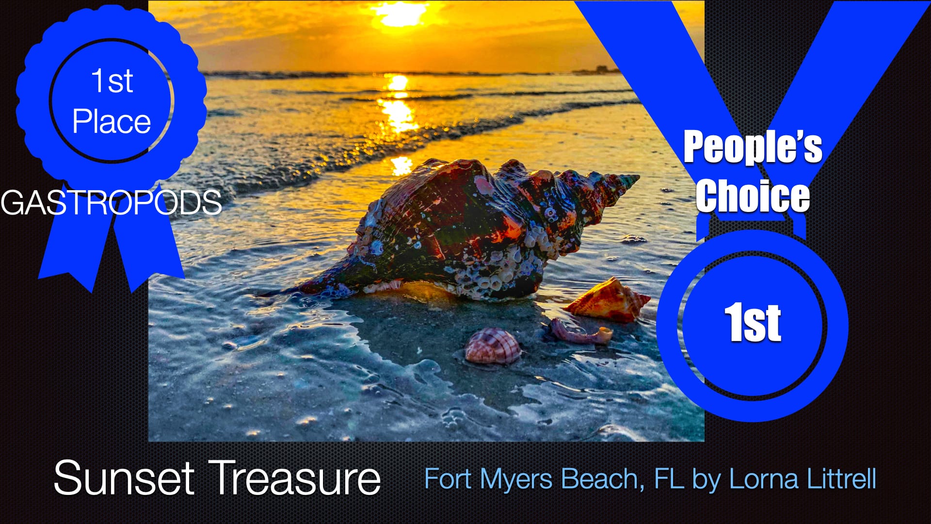 SHELL PHOTO CONTEST – Sanibel-Captiva Shell Club