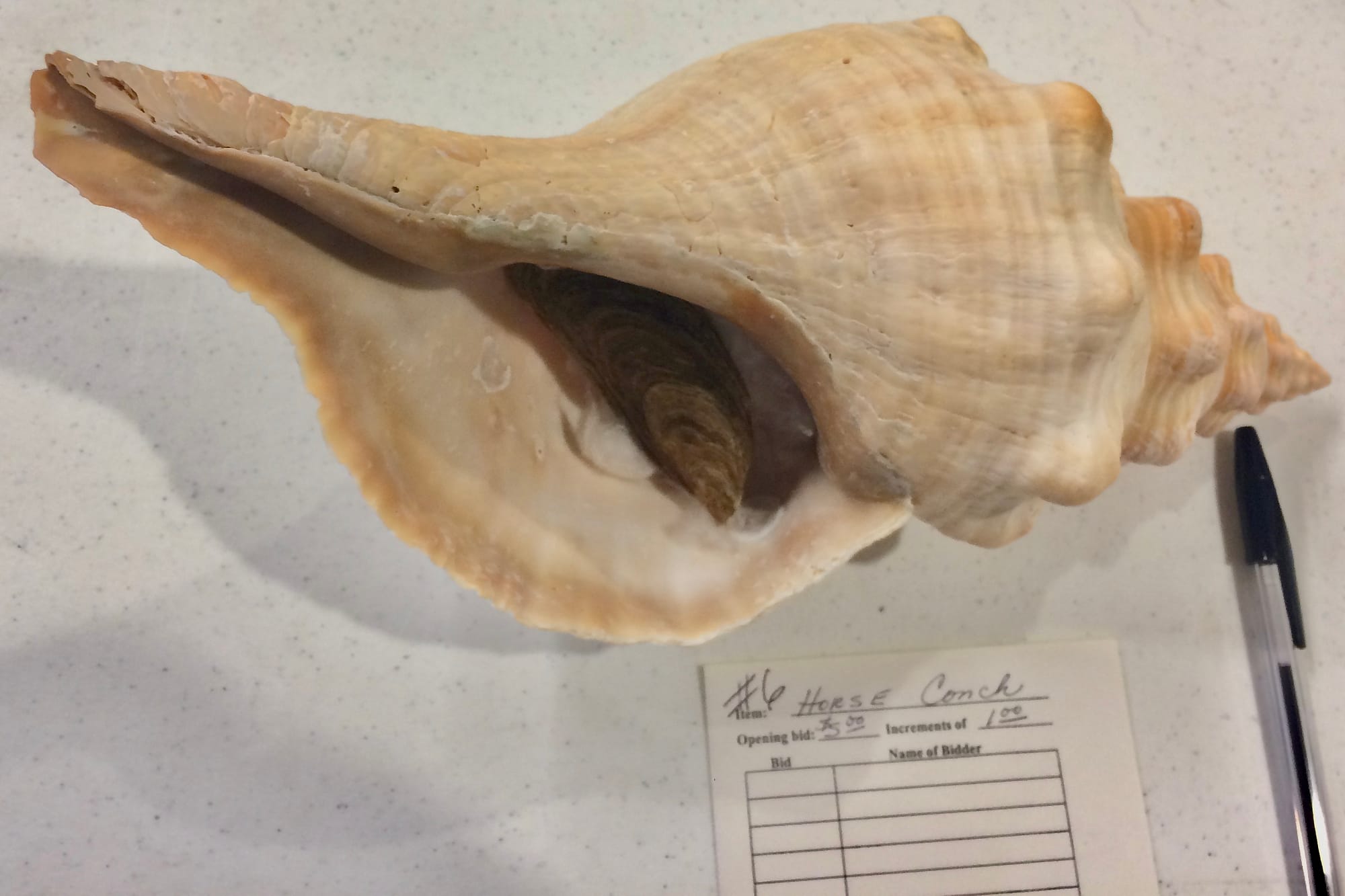 Meetings & Activities - Sanibel-Captiva Shell Club