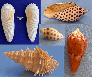 Sanibel-Captiva Shell Club - The Sanibel-Captiva Shell Club was formed ...