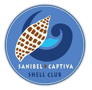Virtual Sanibel Shell Show-What You Need to Know - Sanibel-Captiva ...