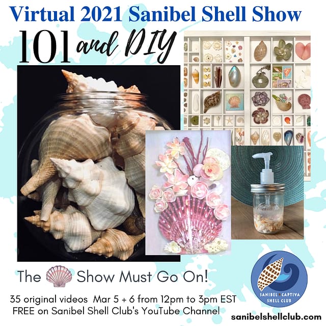 101 Ways to Display Shells Featured in Virtual Shell Show – Sanibel ...