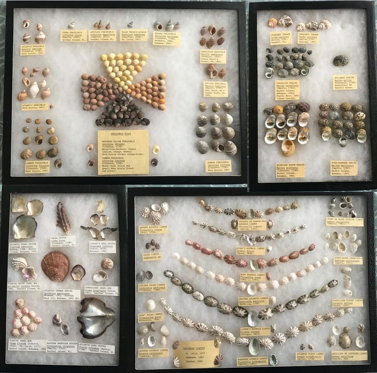Got Shells? – Sanibel-Captiva Shell Club