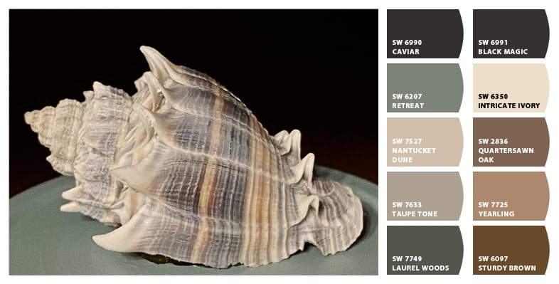 Inspiring Colors - Sanibel-Captiva Shell Club