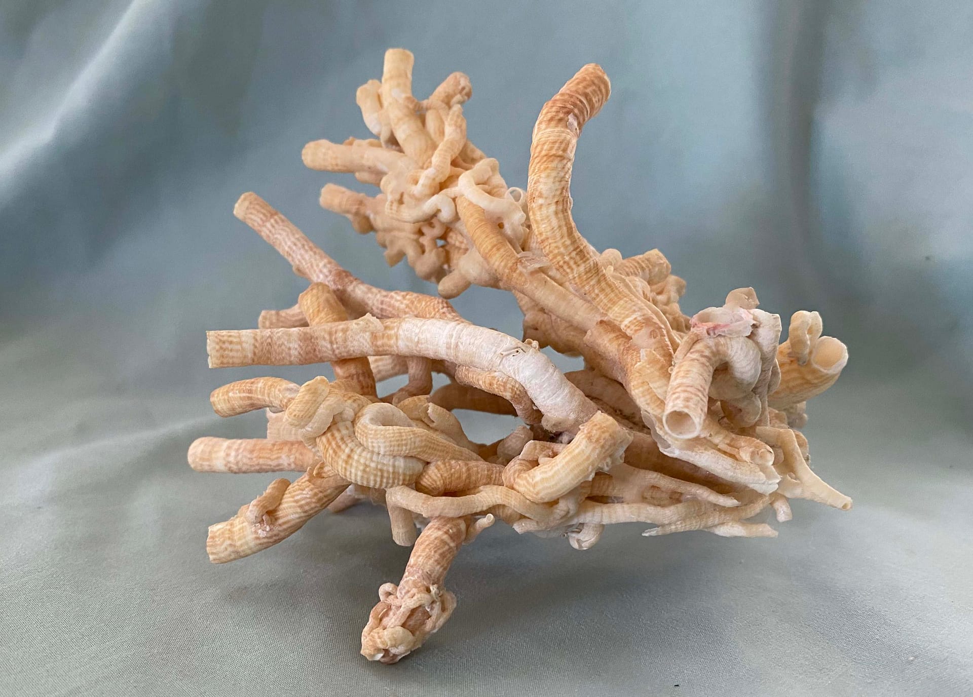 March 13 Shell Club Meeting - Sanibel-Captiva Shell Club