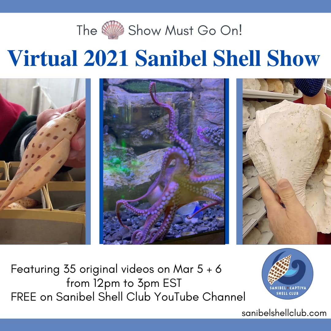 Countdown to the Virtual Shell Show - Sanibel-Captiva Shell Club