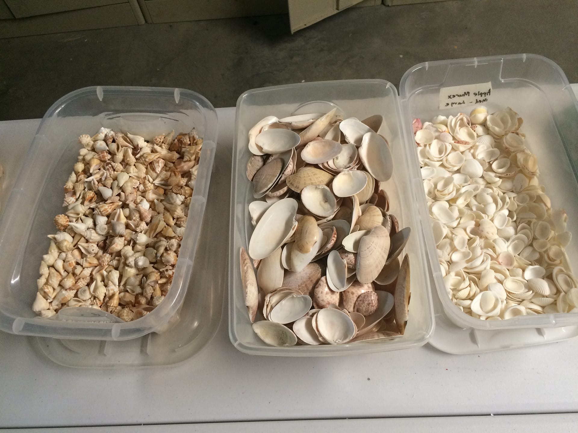 Got Shells? – Sanibel-Captiva Shell Club