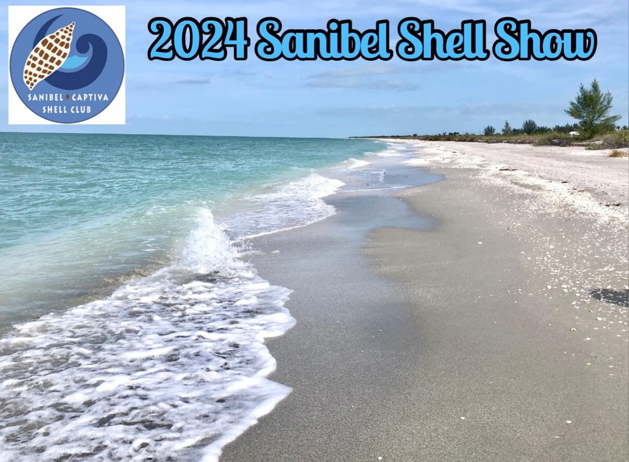 Show Background – Sanibel-Captiva Shell Club