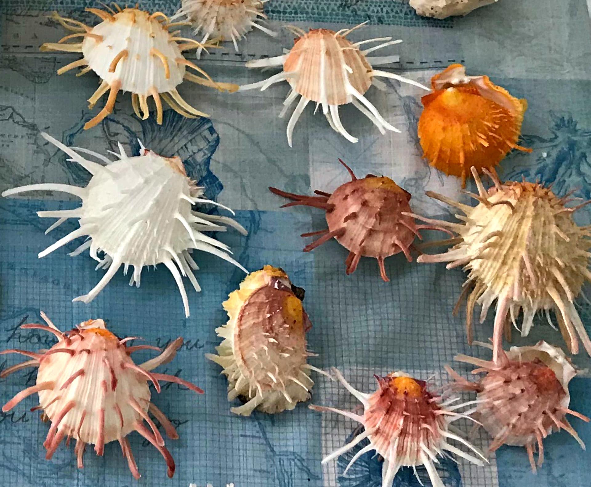 Meetings & Activities - Sanibel-Captiva Shell Club