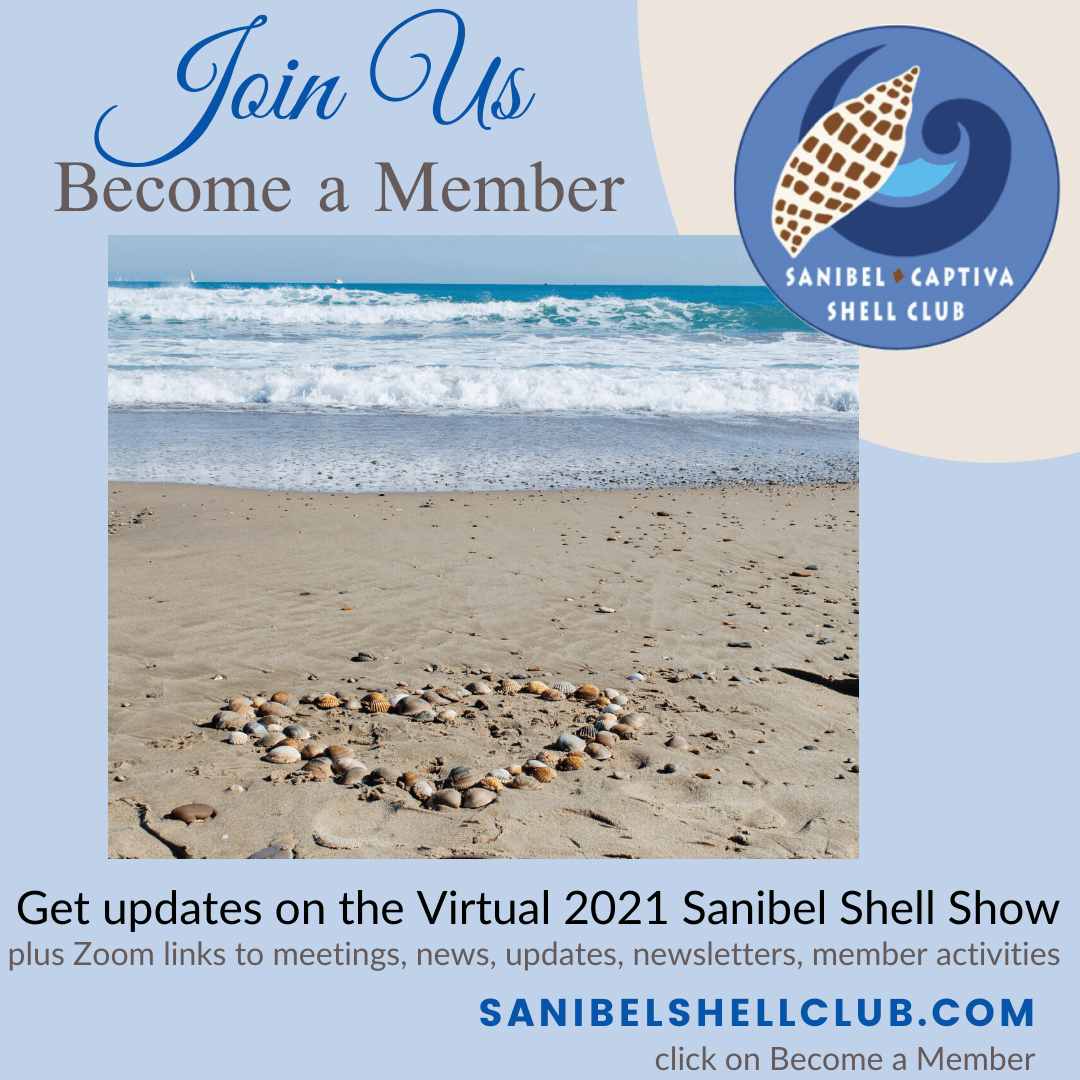Become a Member - Sanibel-Captiva Shell Club