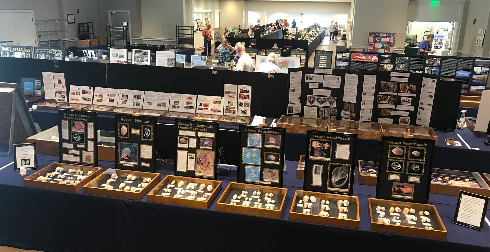 Ready for the 2020 Sanibel Shell Show? - Sanibel-Captiva Shell Club