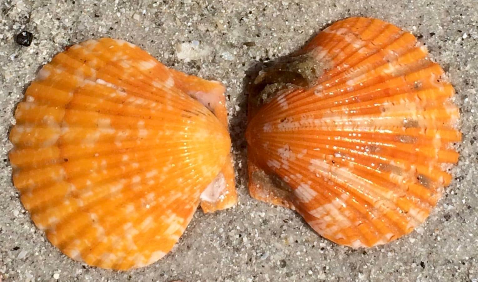 Shelling on West Gulf Drive, Sanibel - Sanibel-Captiva Shell Club