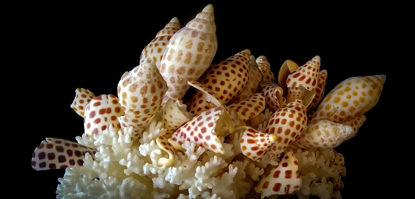 SHOW TIME for 2021 Virtual Sanibel Shell Show - Sanibel-Captiva Shell Club