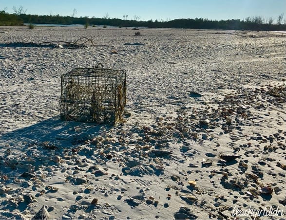 Keewaydin Island Shelling Trip - Sanibel-Captiva Shell Club