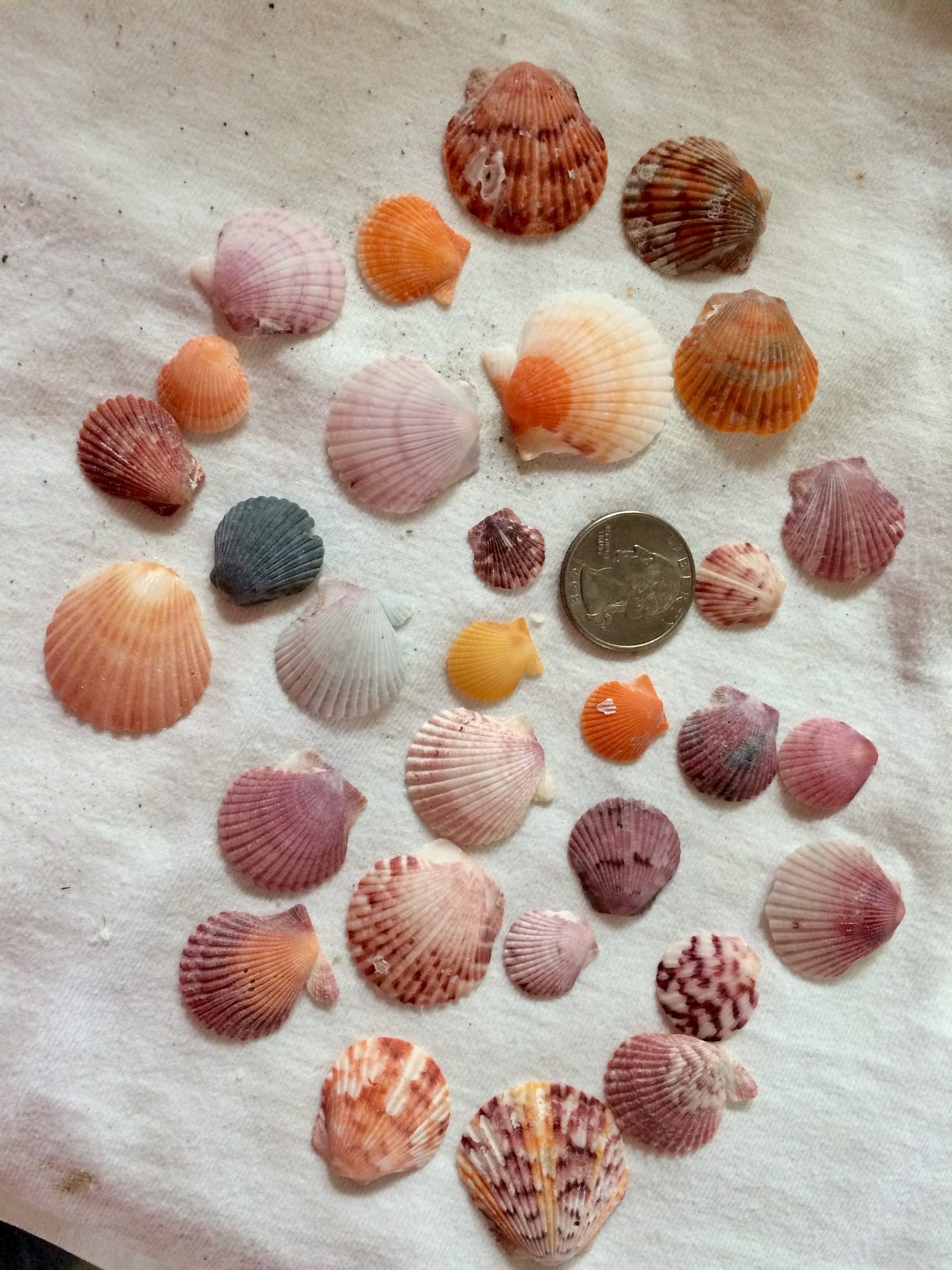 Got Shells? - Sanibel-Captiva Shell Club
