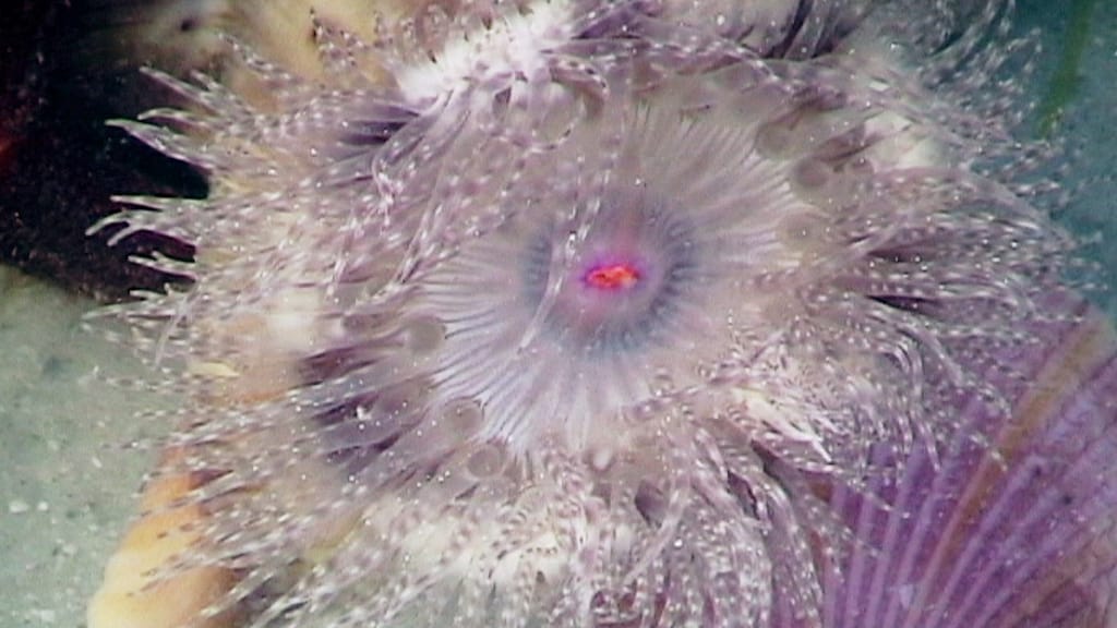 Virtual Shell Show Videos on Live Mollusks and Other Sea Creatures ...