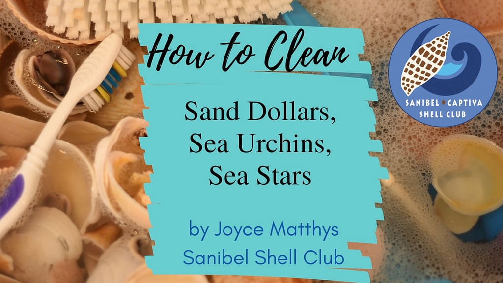 Cleaning Shells by Joyce Matthys - Sanibel-Captiva Shell Club