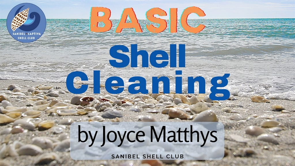 Cleaning Shells by Joyce Matthys - Sanibel-Captiva Shell Club
